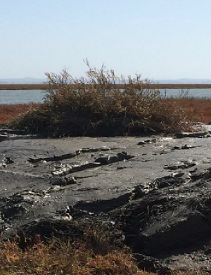 Sears Point Restoration Project – California State Coastal Conservancy
